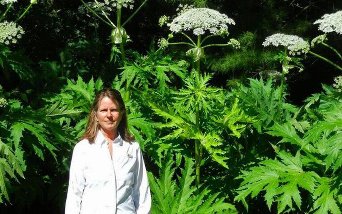 DNR: New invasive plant with toxic sap in Wisconsin