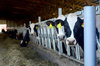 Got a lawyer? Wisconsin law firm challenges national dairy marketing ...