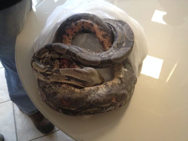 Fisherman finds dead boa constrictor in Lake Monona | Local News ...
