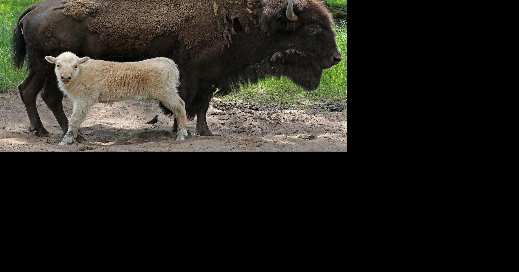 Newborn animals galore: Bison, maras, Watusi cow among additions at ...