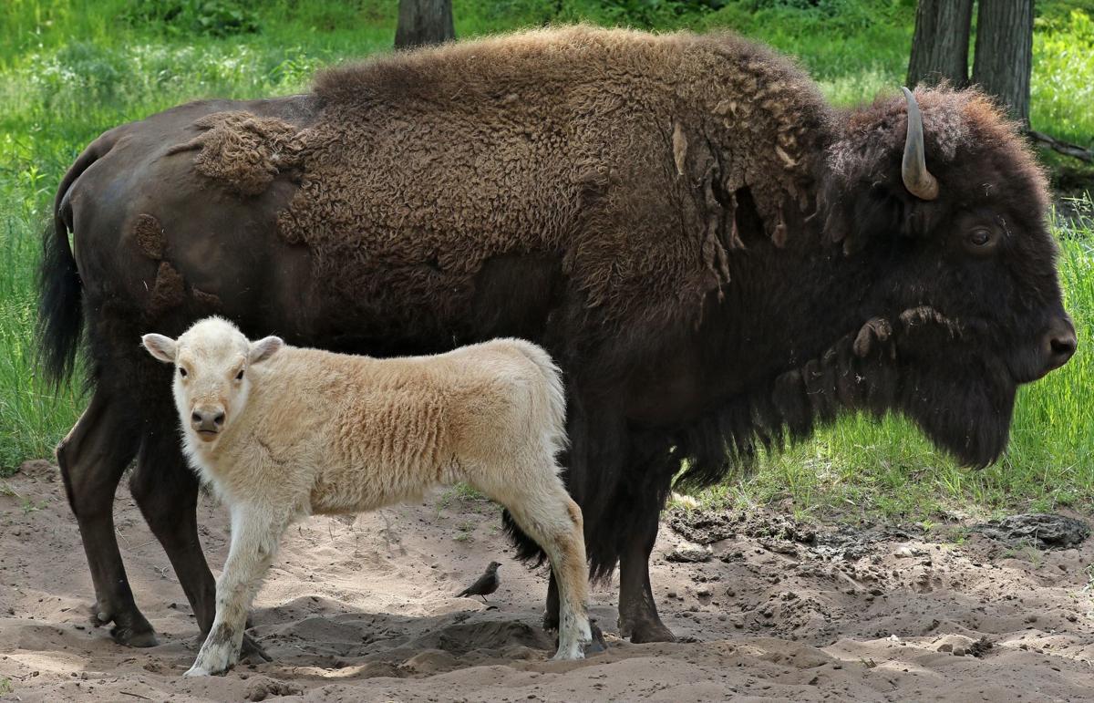 Newborn animals galore: Bison, maras, Watusi cow among additions at ...