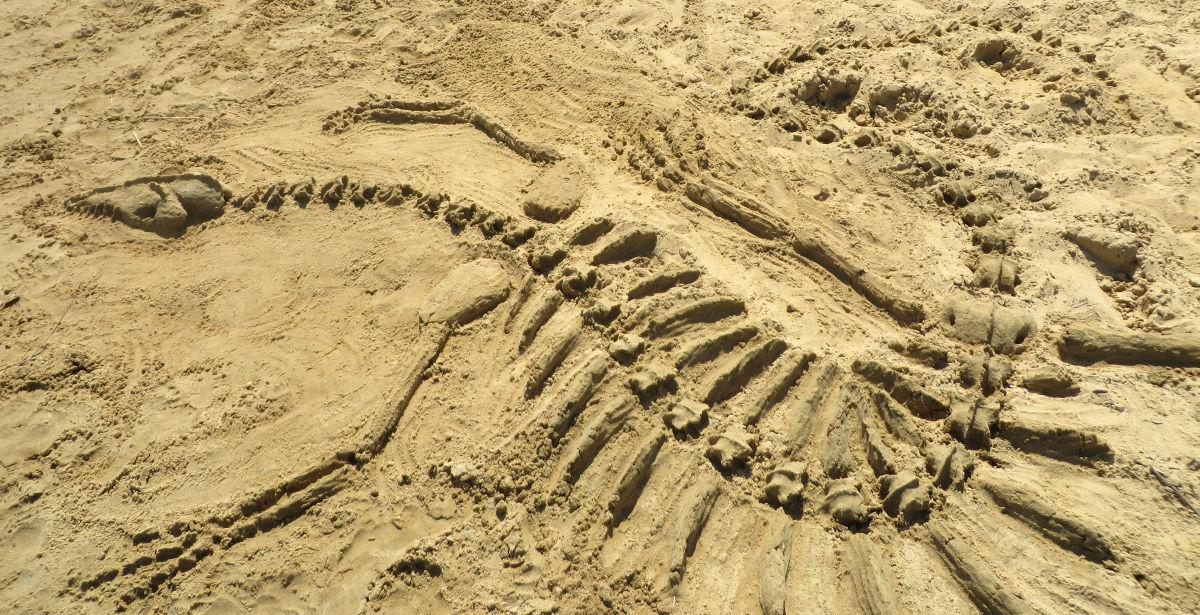 Fossils: How To Find Fossils