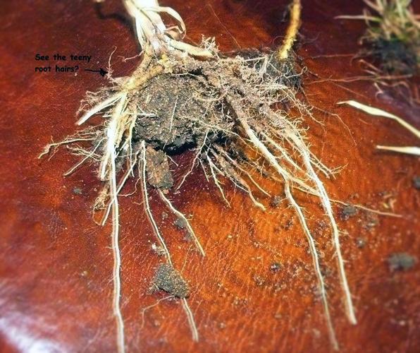 Sydney Tanner: Roots are root of everything