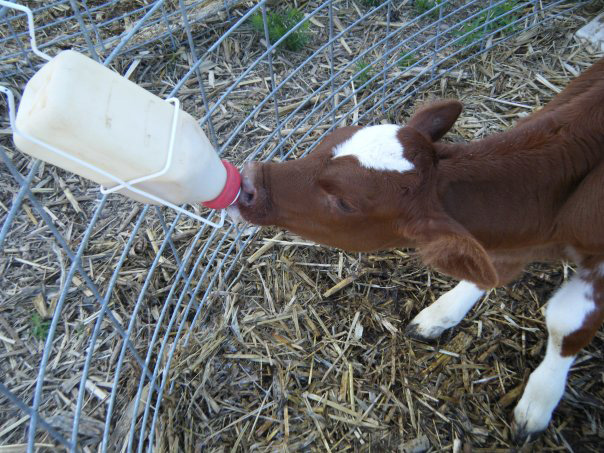 Farmers not impressed with farm bill extension