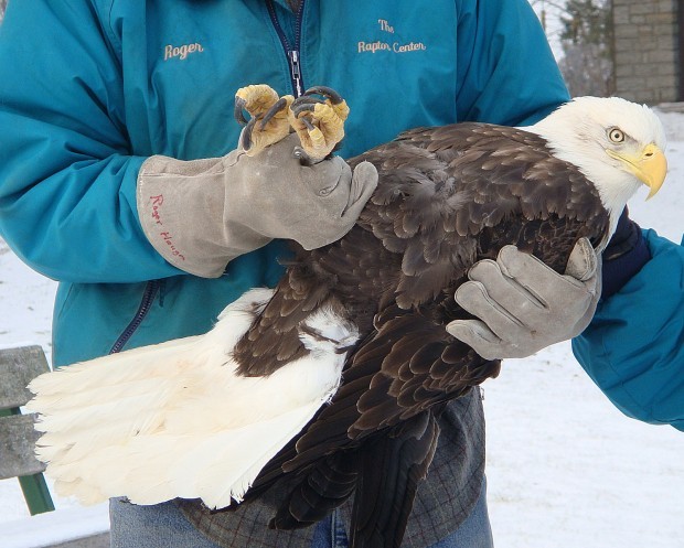 Area family helps to mend a wounded eagle