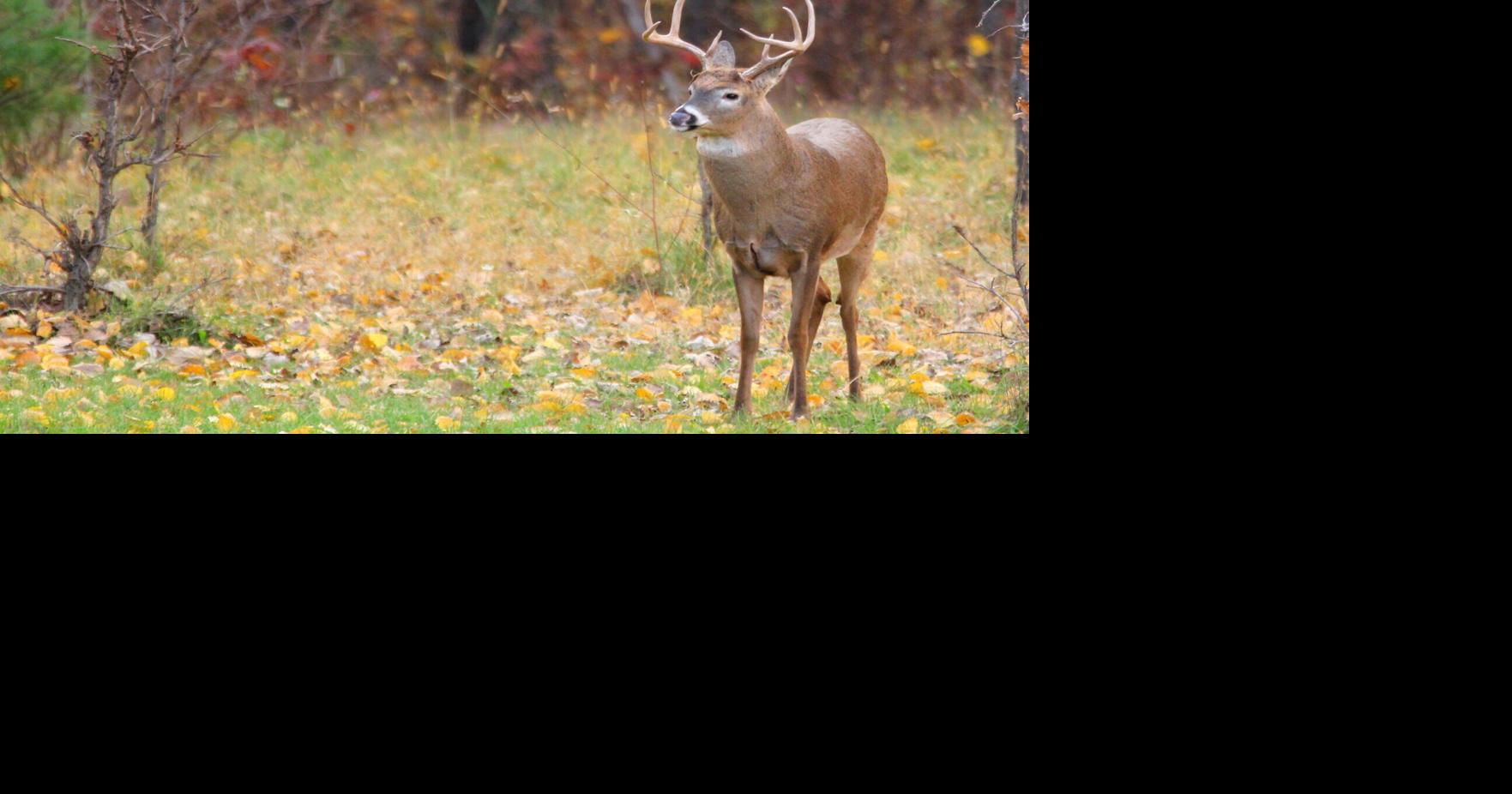 John Andersen: Wisconsin's deer hunting tradition is dying out