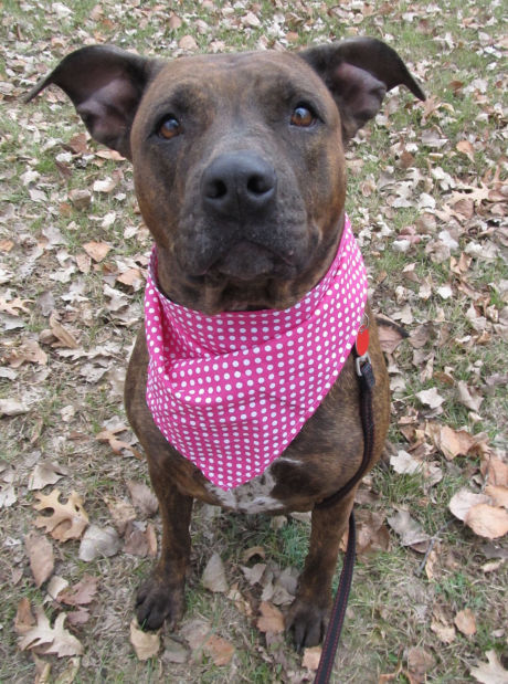 Dunn County Humane Society news | Humane Society | chippewa.com