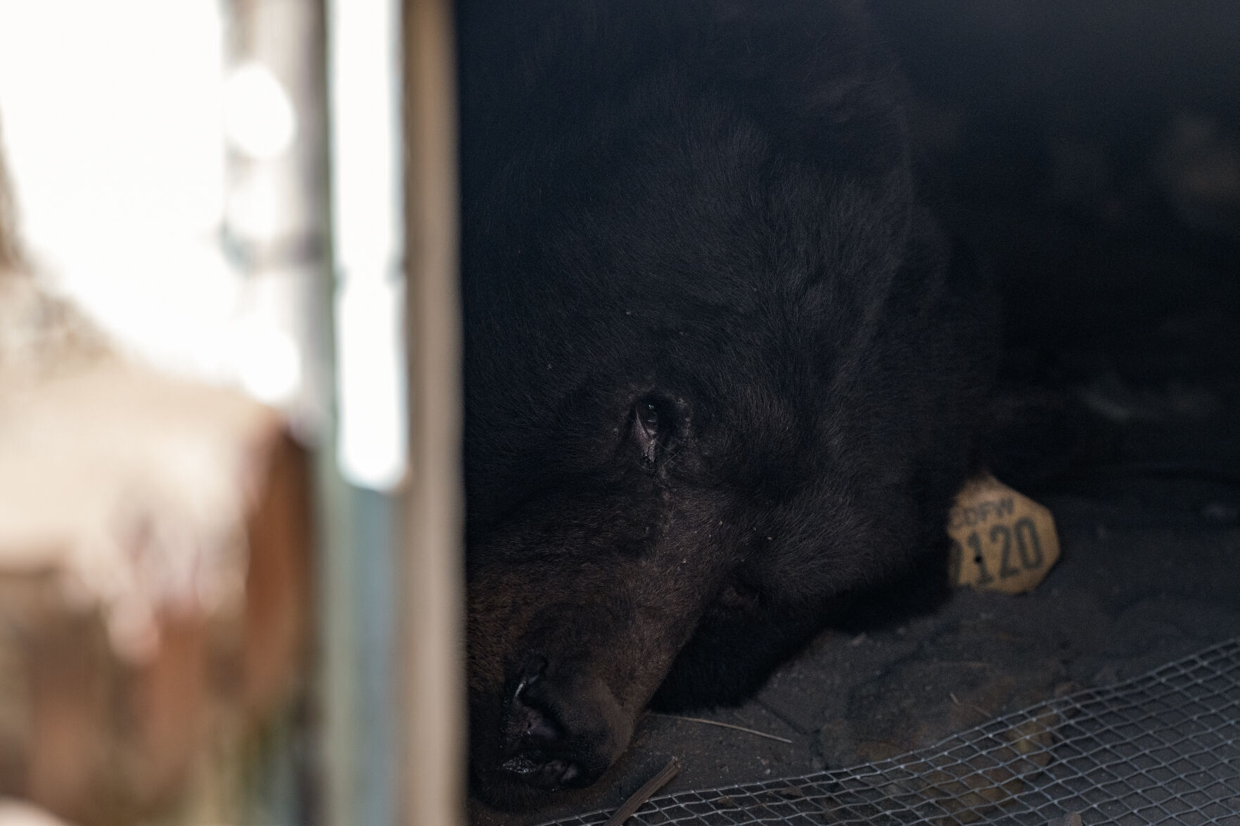 Black bear 'evicted' from California man's crawl space