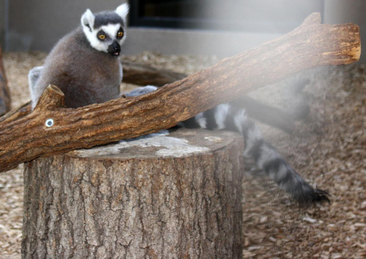 Photos: Animals fill new exhibits at Irvine Zoo