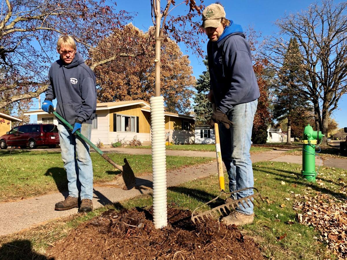 Chippewa Falls Forestry Department continues to fight emerald ash borer ...