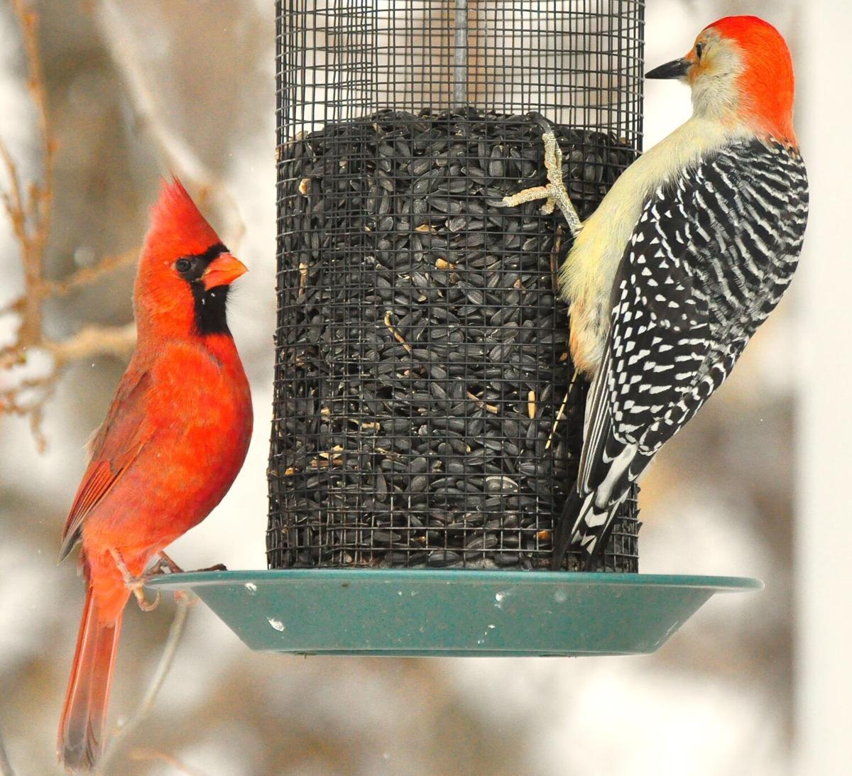Here are some ways you can help winter birds in Wisconsin