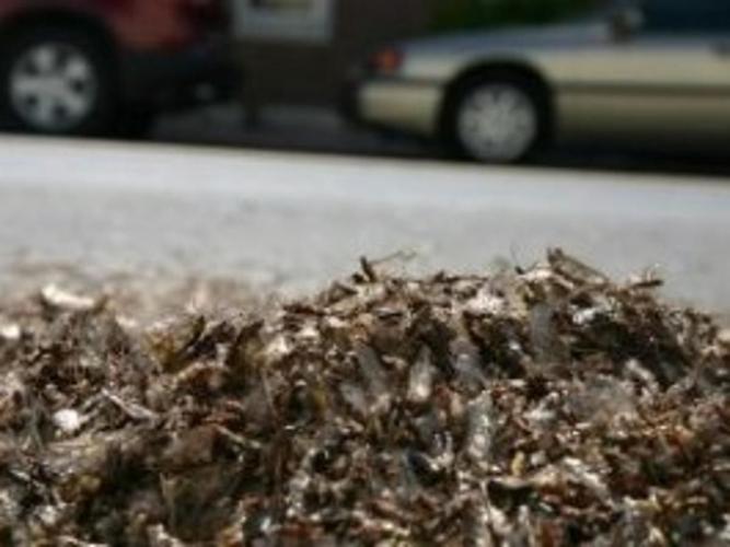 Minnesota turns off bridge lights to reduce mayfly hatch