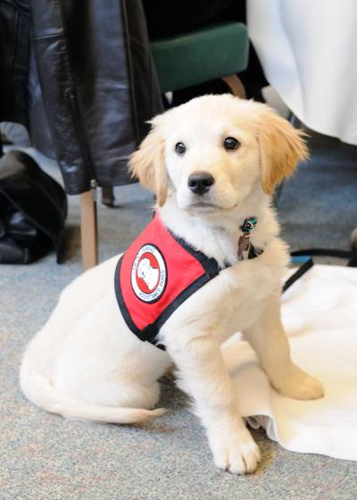 Volunteer to raise puppies for Can Do Canines