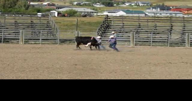 Choteau Ranch Rodeo — Wild Cow Milking | News | choteauacantha.com