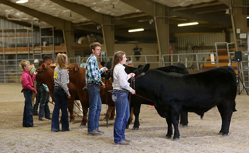 2020 Teton County 4H Fair Showmanship | | choteauacantha.com
