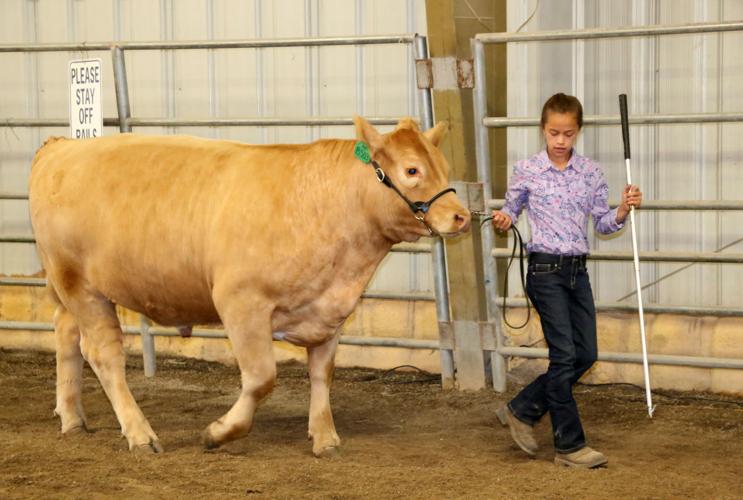 4-H animal showmanship | | choteauacantha.com