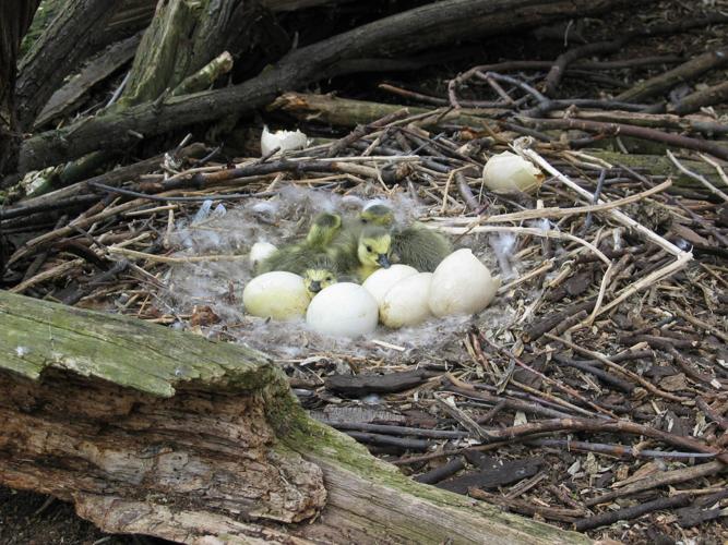 Spring brings babies | News | choteauacantha.com