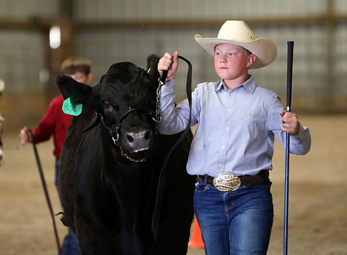 2020 Teton County 4H Fair Showmanship | | choteauacantha.com