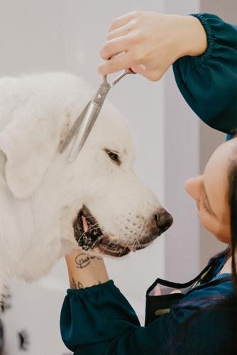 Peche opening "Scrub-a-Dub-Pup" grooming business | News ...