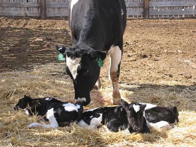 cows given birth
