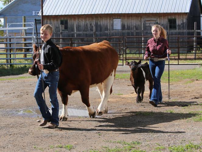 2020 Teton County 4H Fair Showmanship | | choteauacantha.com