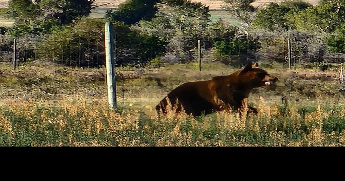 Bear finds way out of pasture near Choteau | News | choteauacantha.com