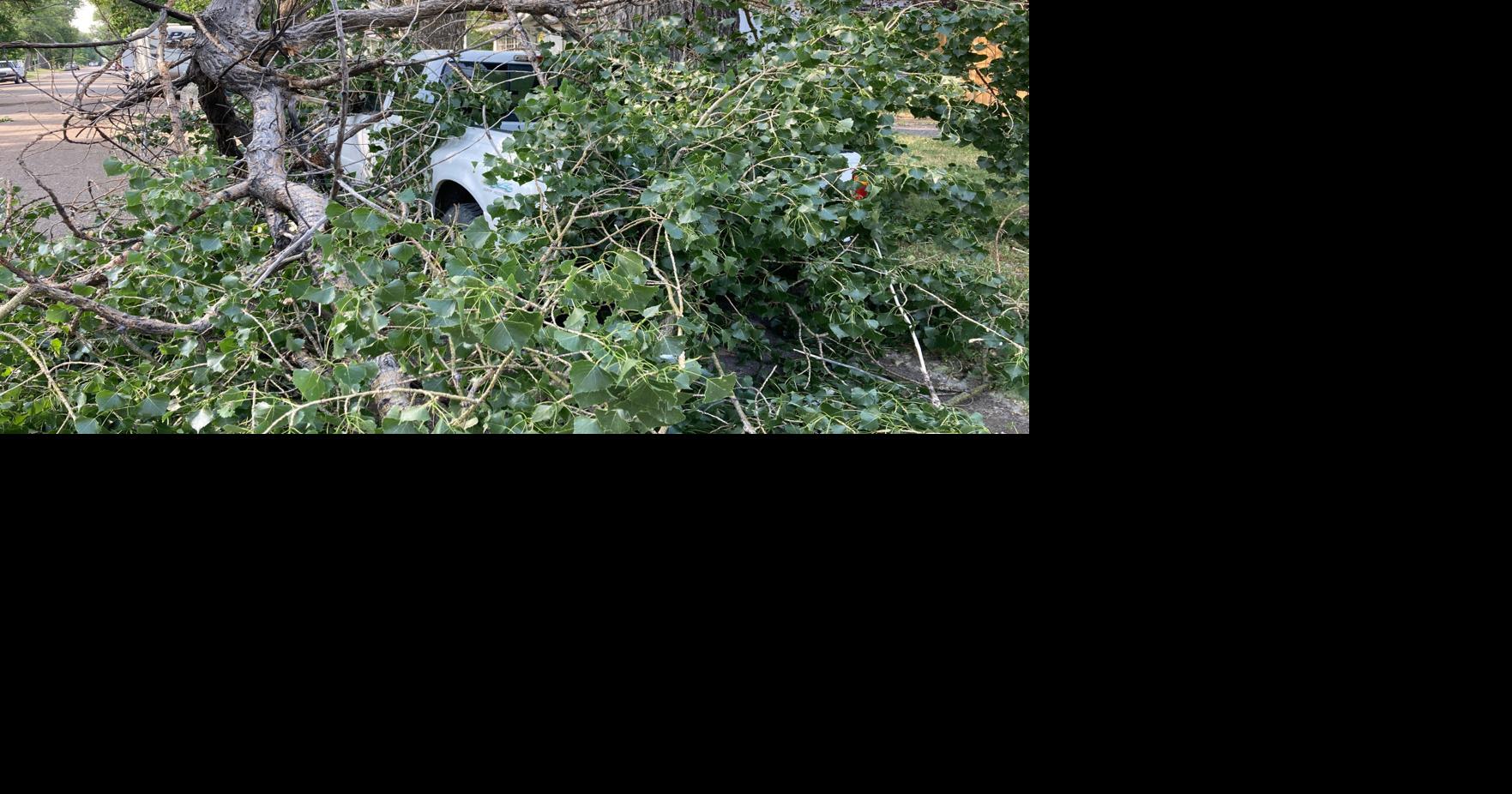 Summer Storm Tree Limb 2024 | | choteauacantha.com