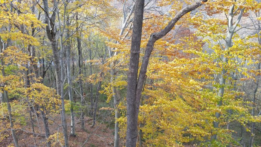 ODNR says weather may have 'significant impact' on foliage colors ...