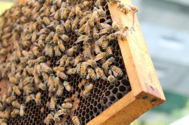 Active Bee Hive | Gallery | circlevilleherald.com