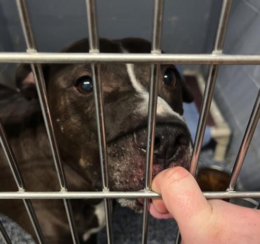 Pickaway County's new Chief Dog Warden: William Brannock | Community ...
