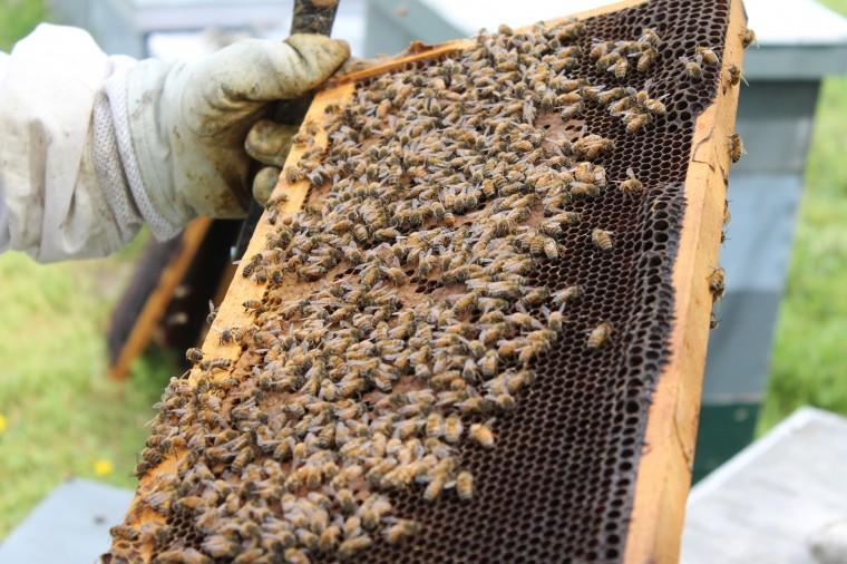 Active Bee Hive | Gallery | circlevilleherald.com