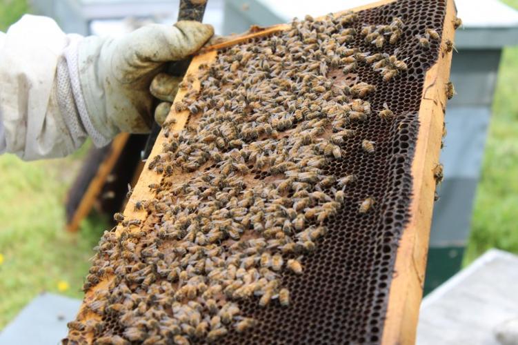 Active Bee Hive | Gallery | circlevilleherald.com
