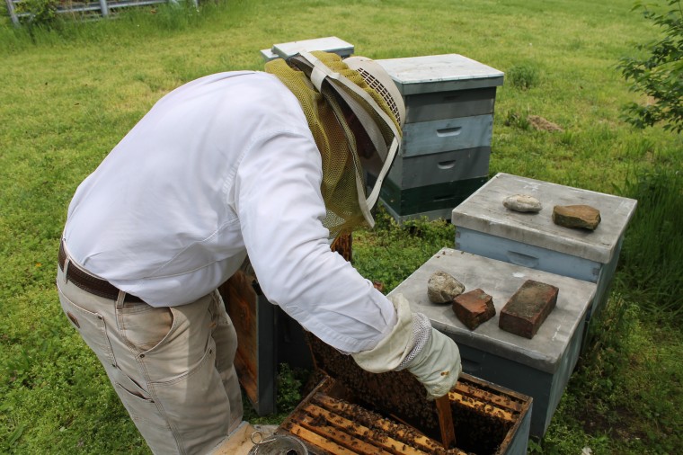 Active Bee Hive | Gallery | circlevilleherald.com