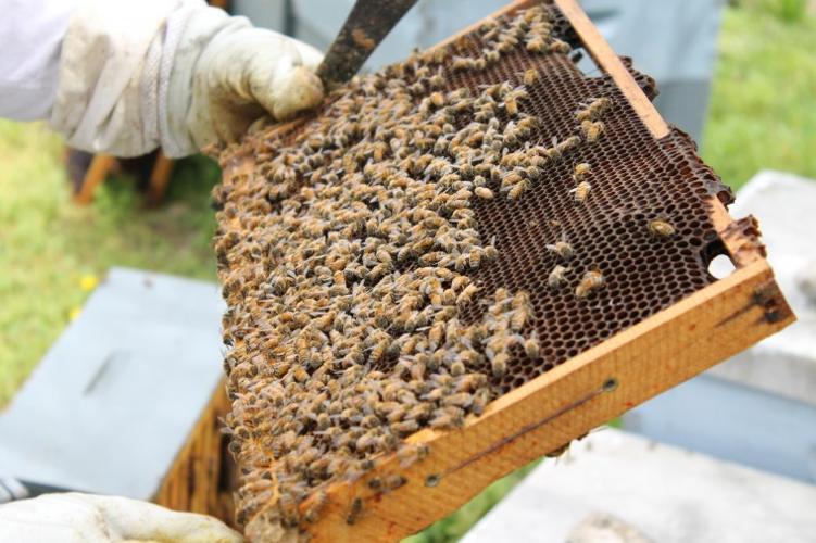 Active Bee Hive | Gallery | circlevilleherald.com