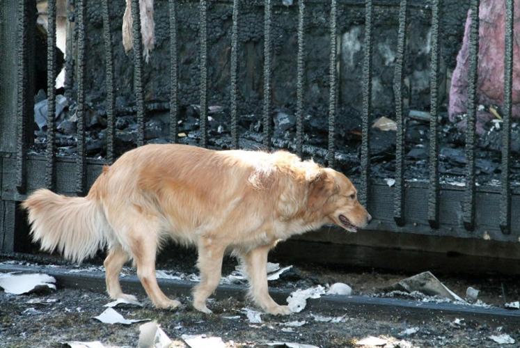 Family dog escapes blaze | News | circlevilleherald.com