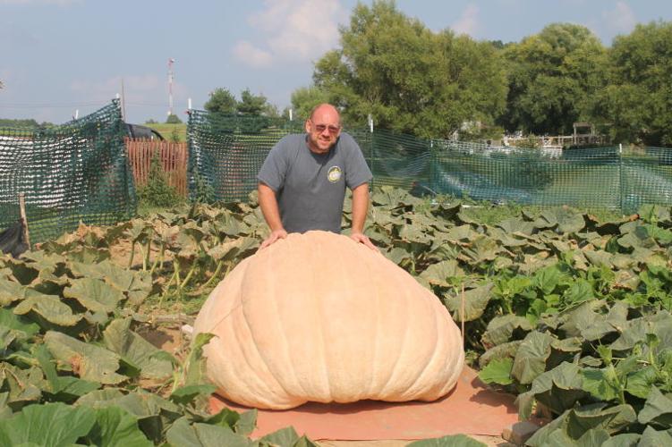 Giant pumpkin race down to final 30 days | News | circlevilleherald.com