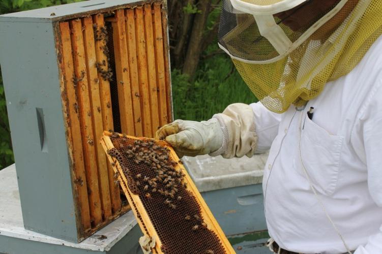 Active Bee Hive | Gallery | circlevilleherald.com