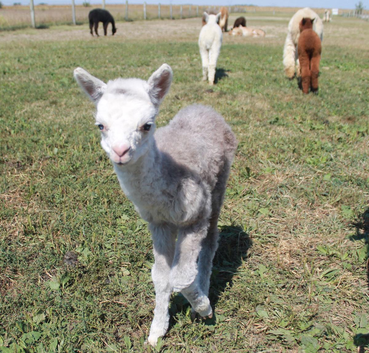 National Alpaca Farm Day to be celebrated at Williamsport farm ...
