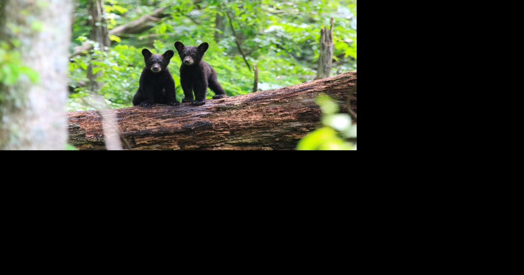 Landmark Oklahoma Black Bear Research Project Concludes After 23 Years ...