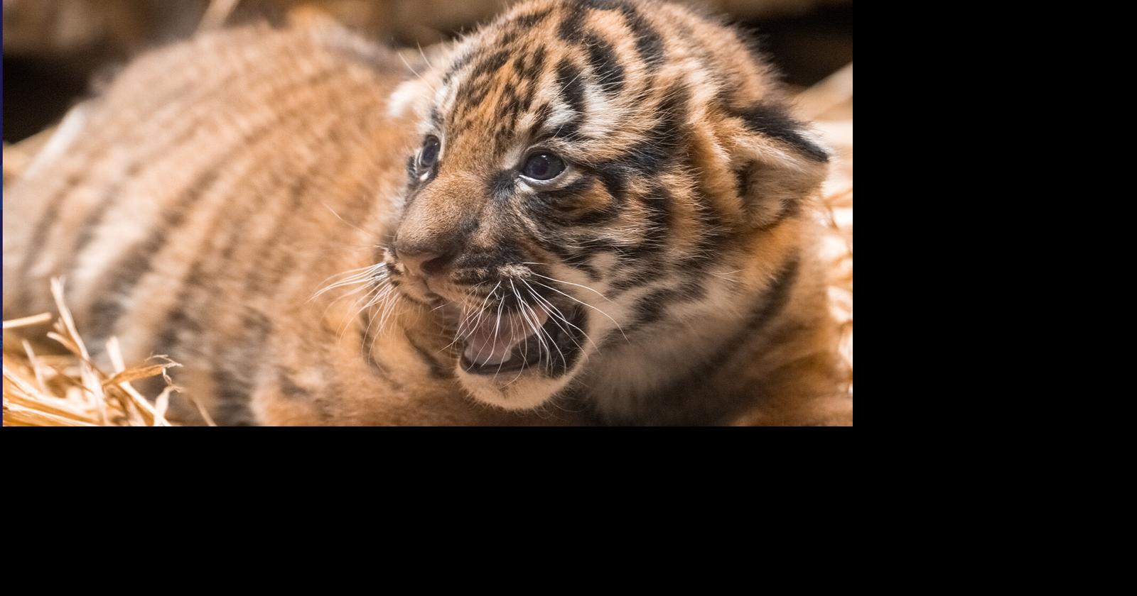 Tulsa Zoo Welcomes Five Critically Endangered Malayan Tiger Cubs | Life ...