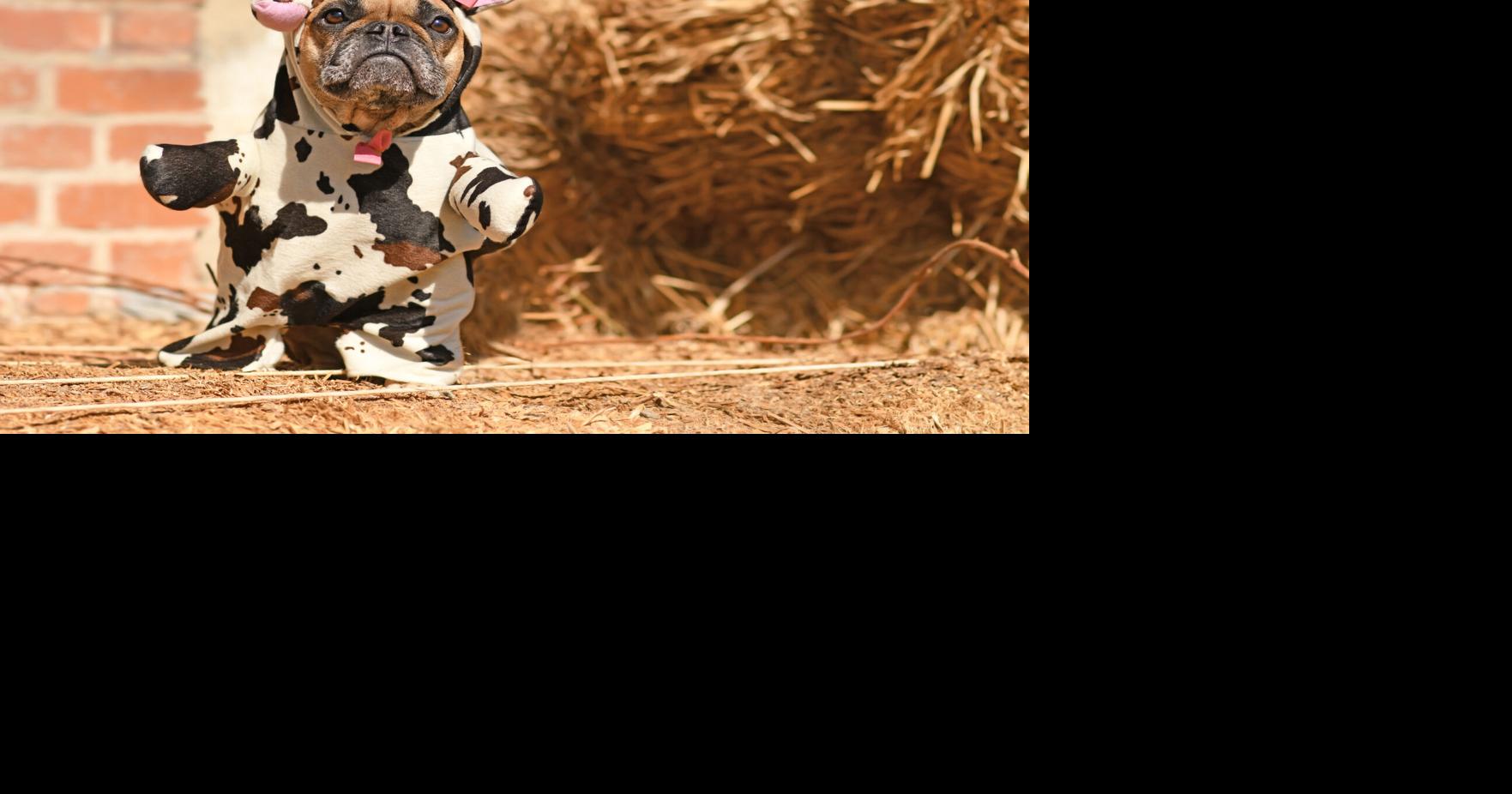 Whiteside Park Transformed For "Howl-O-Ween" With Dogs Decked Out In ...