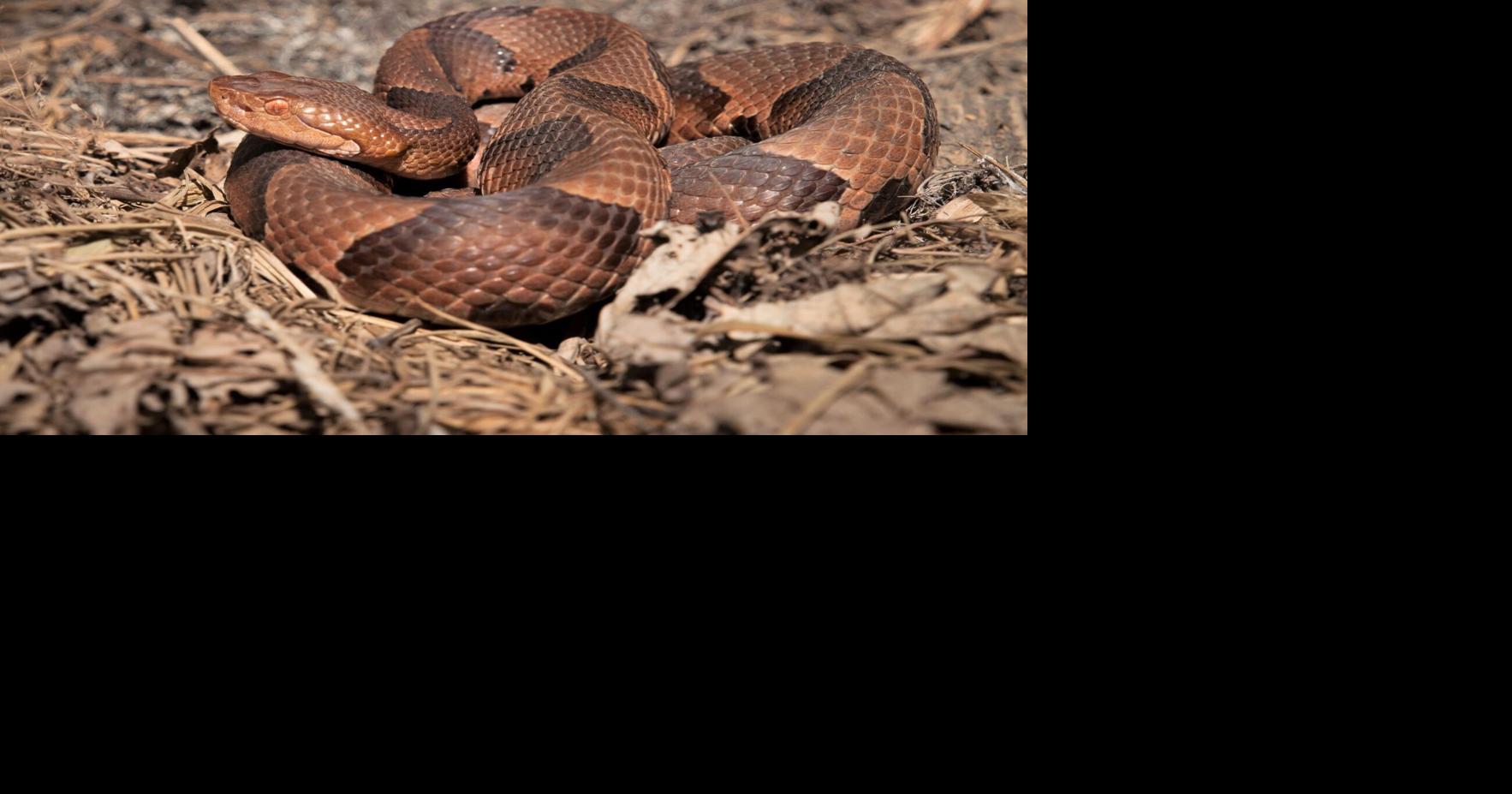 Increased Snake Activity in Oklahoma Raises Safety Concerns | Community ...