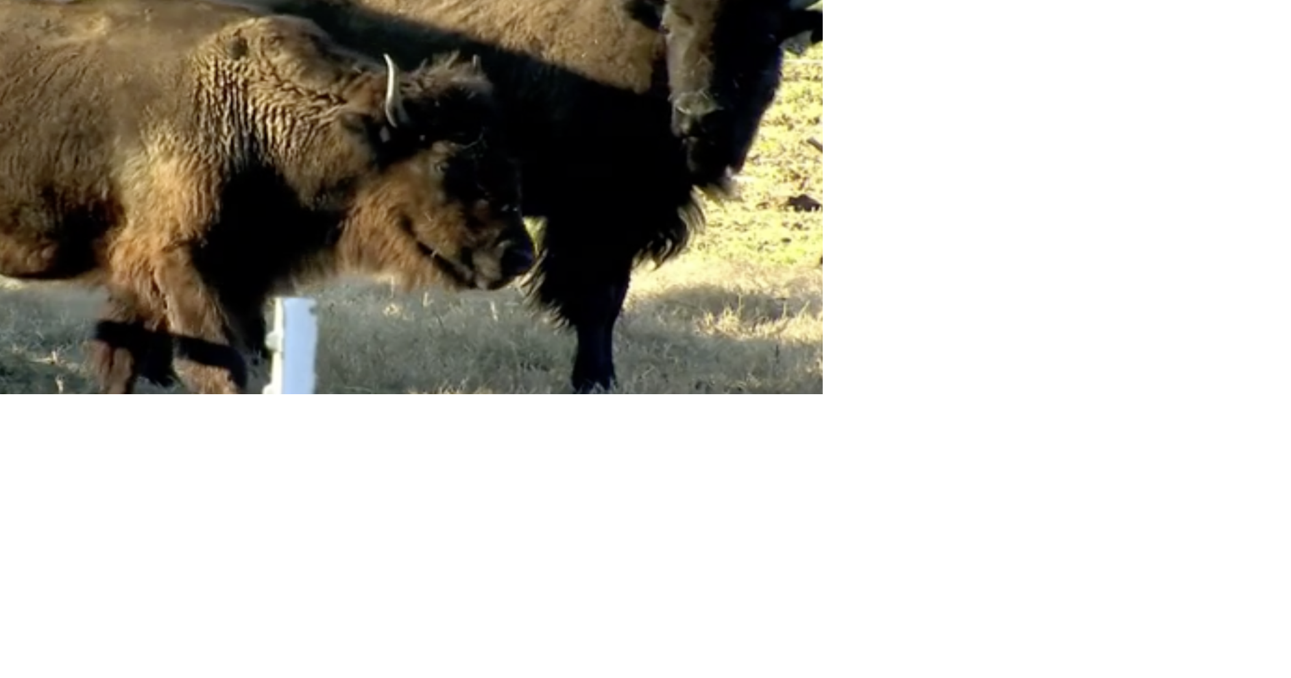 Owasso Resident Seeks Justice for Murder of His Bison | News ...