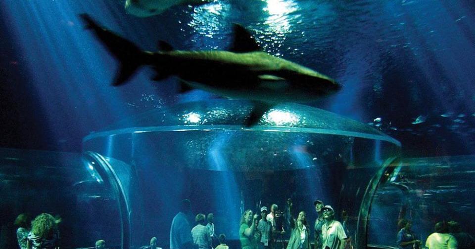 Winners Announced for Unique Shark Diving Experience at Oklahoma ...