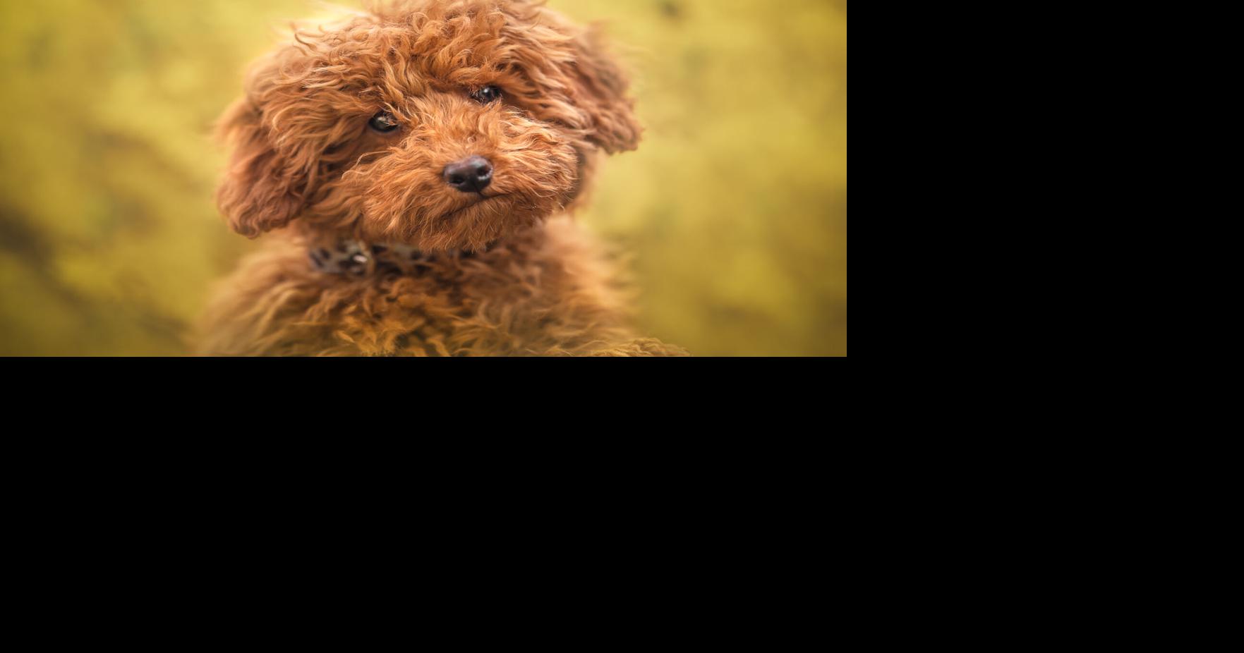 Local pet groomer Diego Angel sentenced to four years in prison for ...