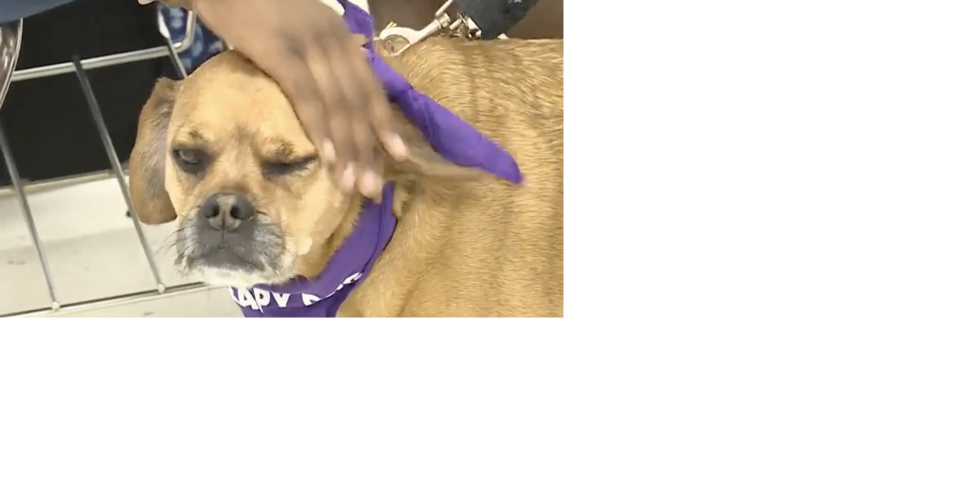 Hefner Middle School Introduces Therapy Dog to Enhance Student Support ...