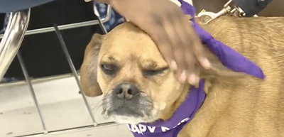 Hefner Middle School Introduces Therapy Dog to Enhance Student Support ...