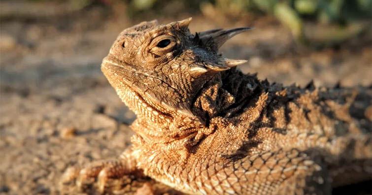 OK Wildlife’s Most Frequently Asked Lizard Questions | News ...