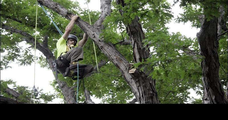 Arborists Showcase Skills at International Society of Arboriculture's Tree-Climbing Competition ...