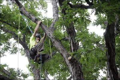 Arborists Showcase Skills at International Society of Arboriculture's ...